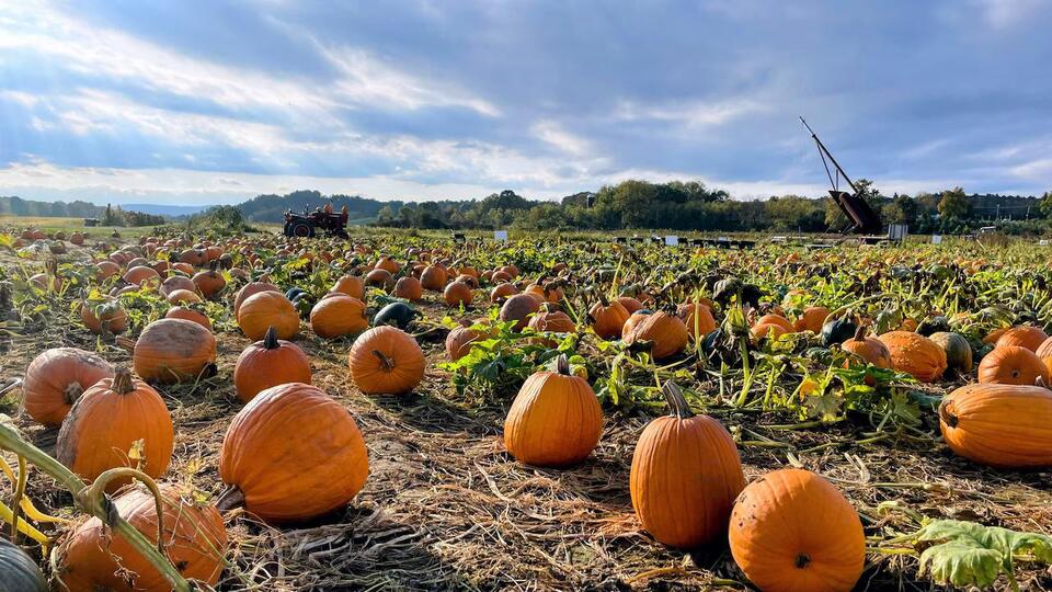 Upstate NY farm with pumpkin cannon named one of America’s best pumpkin ...