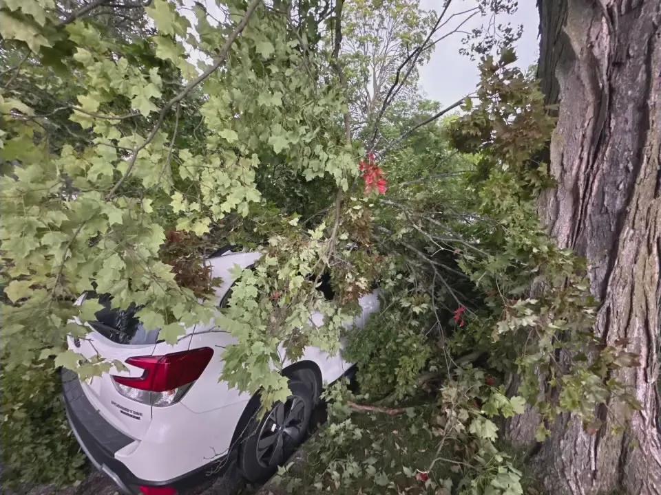 Storm aftermath includes downed trees in Birmingham