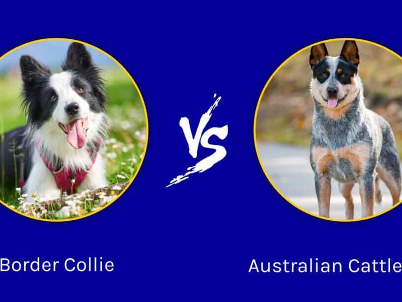 Border Collie vs Australian Cattle Dog: What are the Differences?