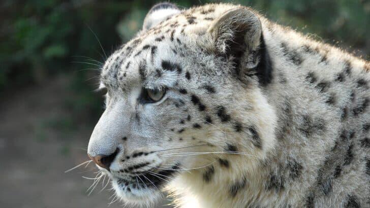 Where to Catch a Glimpse of Snow Leopards in the Mountains - NewsBreak