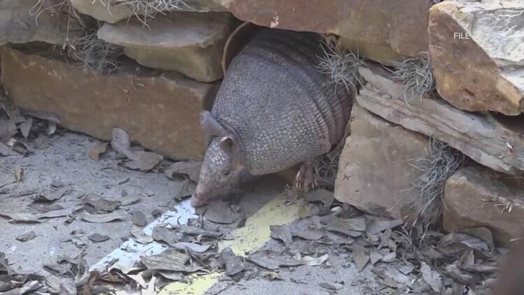 Move over Punxsutawney Phil, Texas has our own animal forecaster... Bee ...