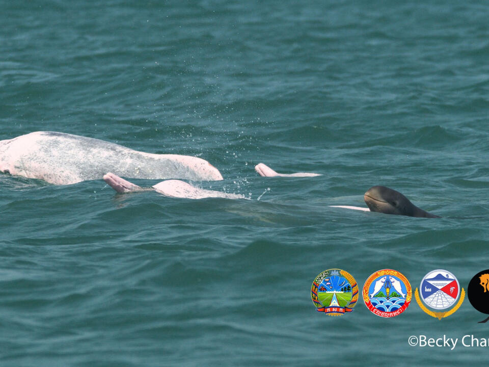 Pink dolphins spotted with baby from completely different species in ...