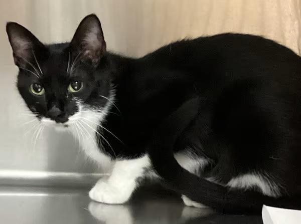 🐱 Playful & Sweet Cats Ready for Adoption in Raleigh - NewsBreak