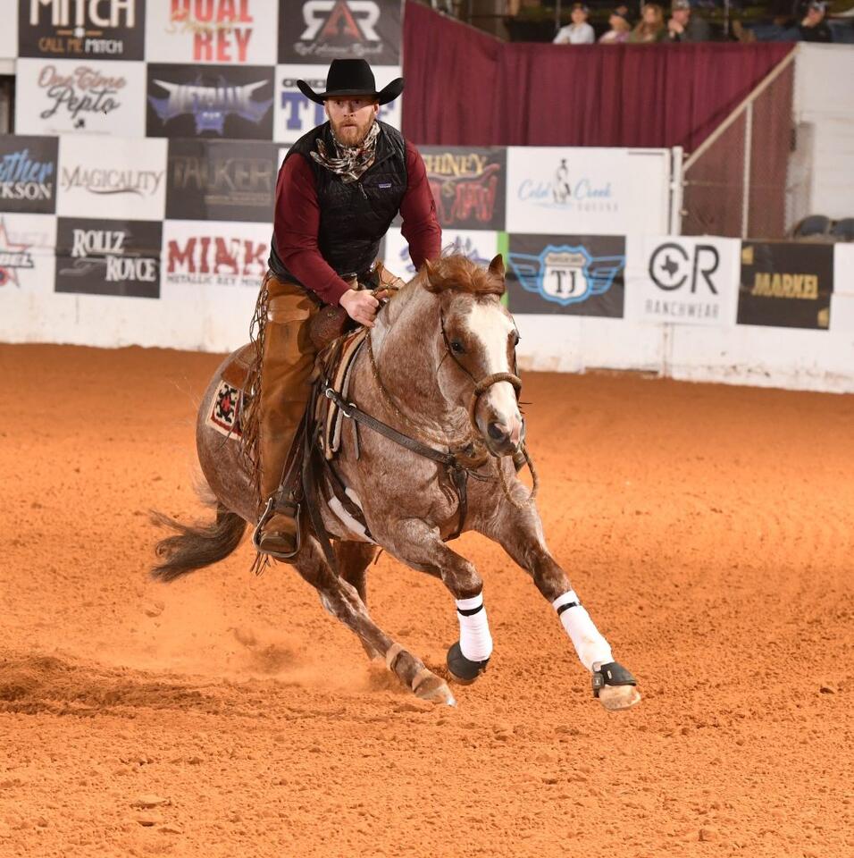 Stallion Showcase 2025 | Jesperson Horses - NewsBreak