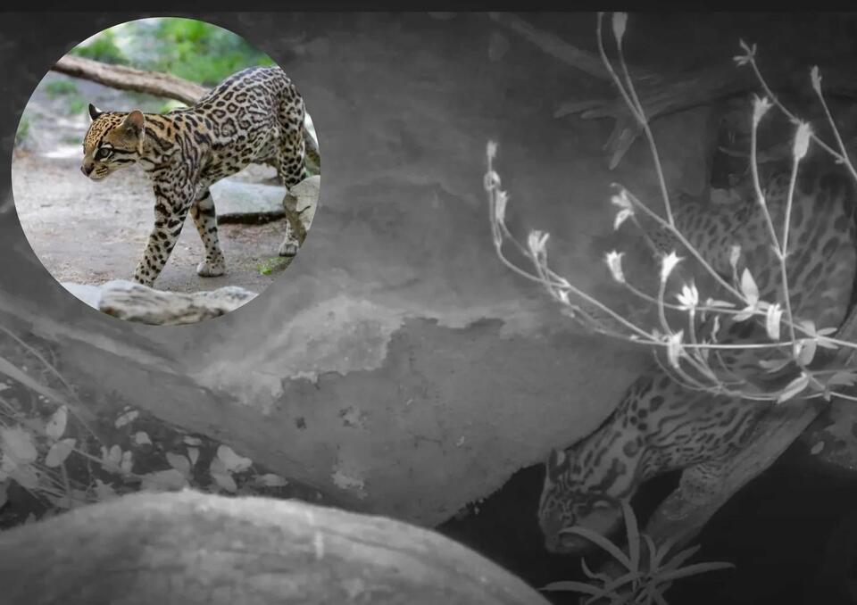 Trail Camera Footage Uncovers Rare Ocelot in Unlikely Spot in Southern ...