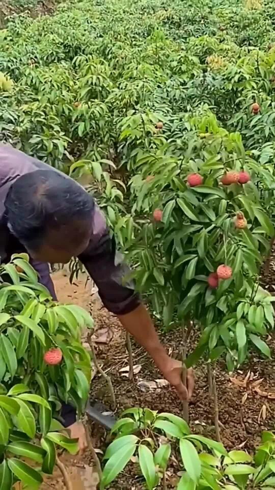 Grow A Lychee Tree And It Will Bring You Fruits For Many Generations ...