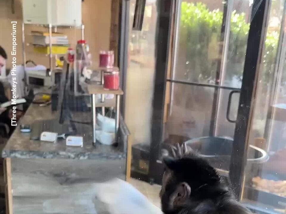 Capuchin Monkeys Cleaning Windows ViralHog