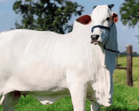 Most Expensive Cow sold for $4,000,000 - NewsBreak
