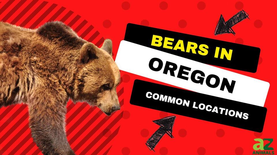 7 Places You’re Most Likely to Encounter a Bear in Oregon This Winter ...