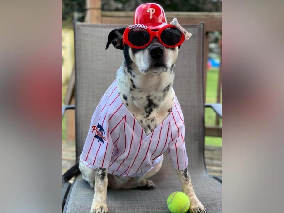 Harper the acrobatic emotional support dog lives up to her Phillies ...