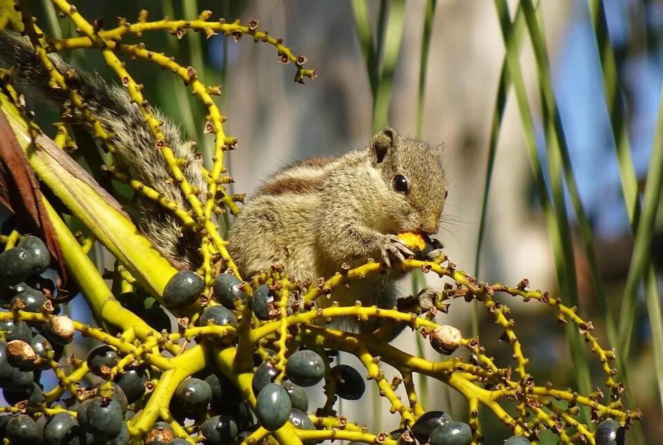 Squirrels in Portland Oregon: Every Species You’ll See - NewsBreak