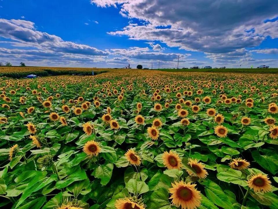 Where to See Fields of Beautiful Sunflowers in Eastern Iowa [LIST ...