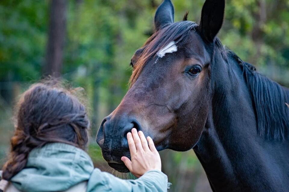 More Than a Ride: The Healing Power of the Human-Horse Connection ...
