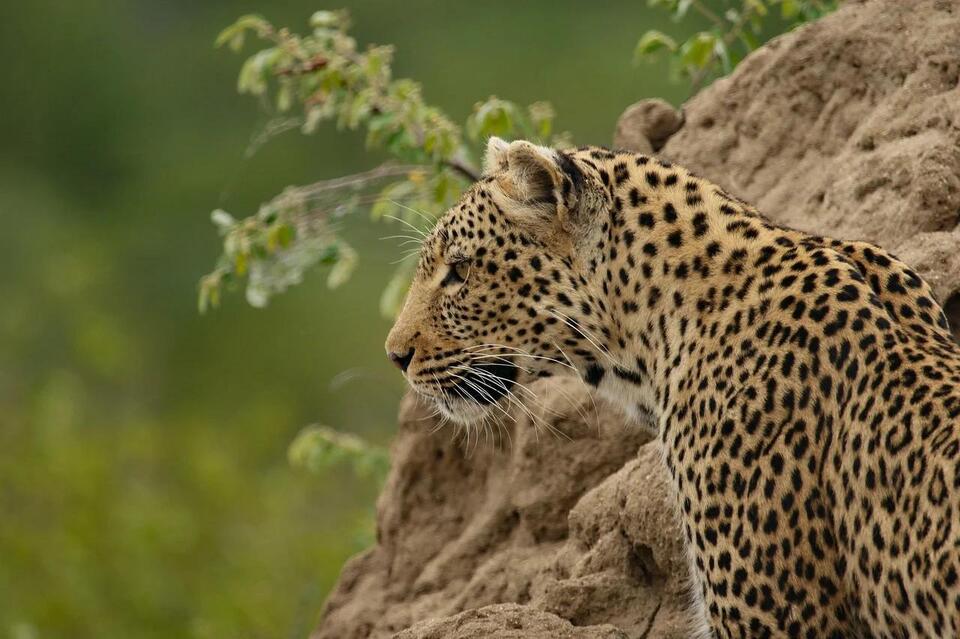 8 Big Cats With Unique Adaptations for Hunting - NewsBreak