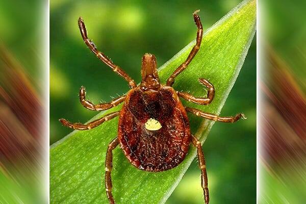 Lone star tick expanding its range; here’s what hunters should know ...