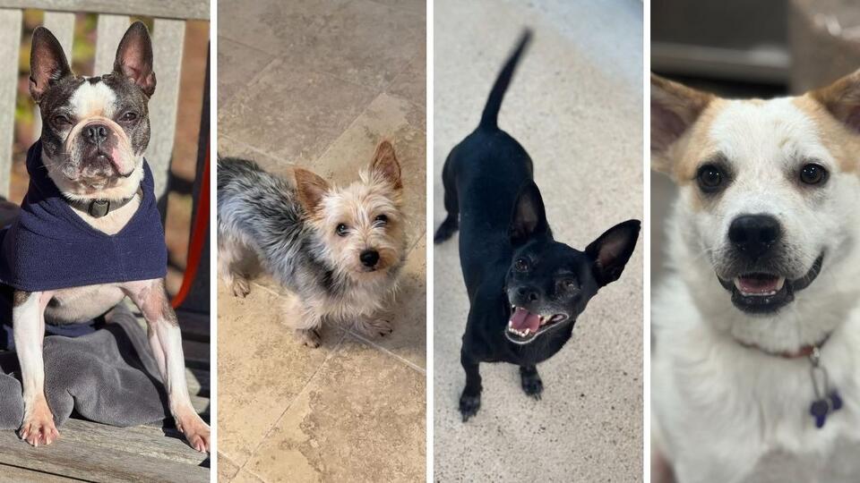 Local Rescue Shares 4 Friendly Dogs Who've Waited Long Enough for ...