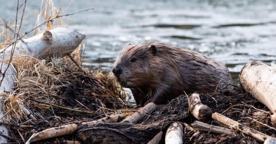 Muskrat Vs Beaver 6 Key Differences Explained Newsbreak