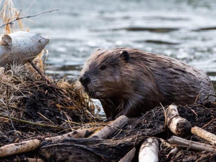 Muskrat vs Beaver: 6 Key Differences Explained