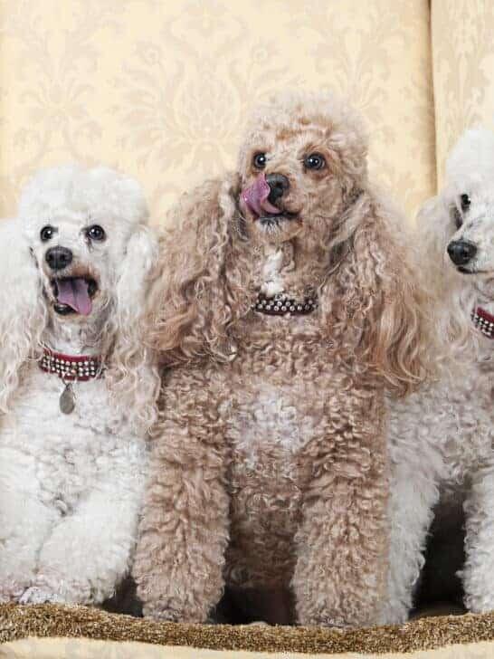 The Smartest Small Dog Breeds Ranked - NewsBreak