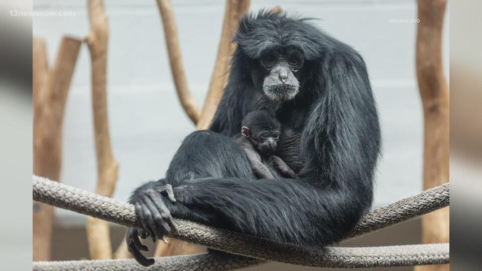 Endangered Siamang baby born at Virginia Zoo - NewsBreak
