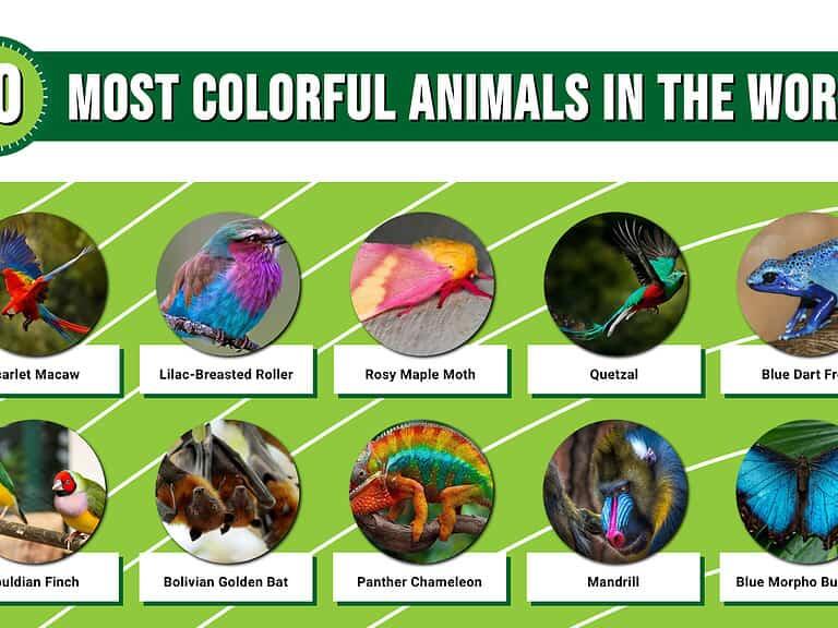 Top 10 Most Colorful Animals in the World