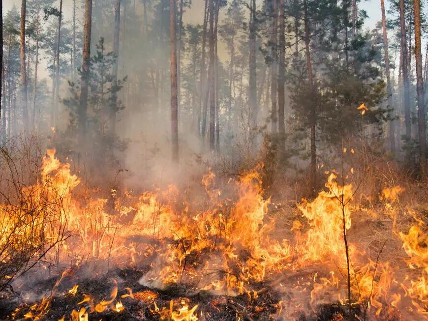 The Worst Forest Fires New York Has Seen Throughout History