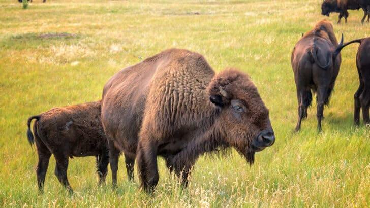 14 Incredible Facts About America Iconic Bison - NewsBreak