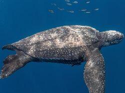 Critically Endangered Leatherback Turtle Sets Potential Deep-Diving Record