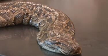 Record-breaking python discovered in Florida Everglades - Trendradars ...