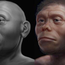 We May Finally Know How The "Hobbit" Humans Got So Small - NewsBreak