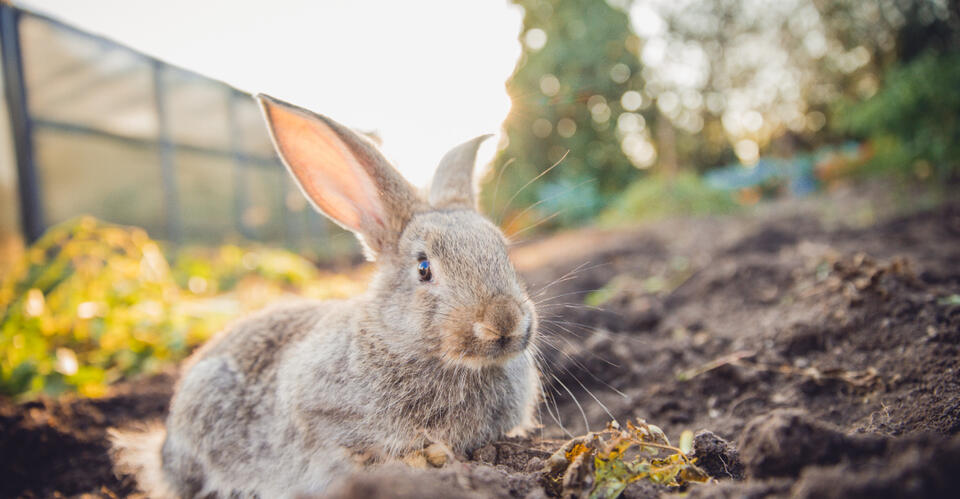 Stop Planting These If Rabbits Keep Visiting Your Garden - NewsBreak