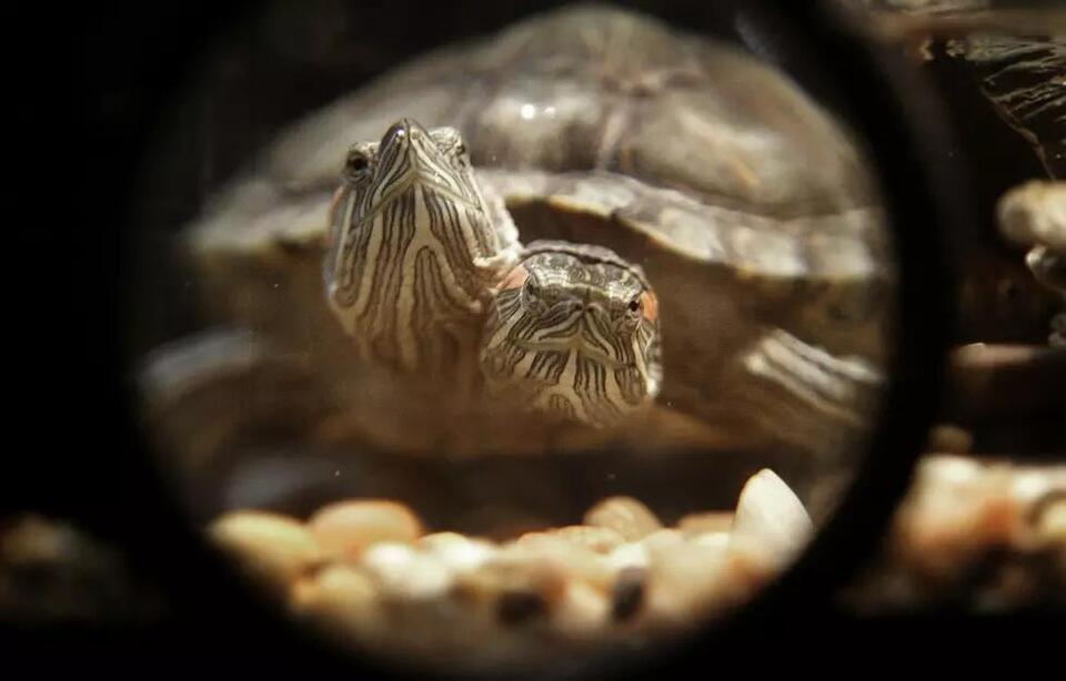 WARNING: Do Not Touch These Turtles in New York State - NewsBreak