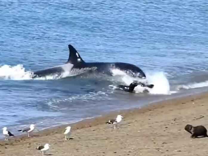 Hungry Orca Beaches Itself To Snack On Sea Lion Pups