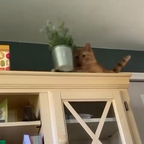 DEVIOUS KITTY🤣🤣🤣🤣🤣🤣 #memes #dankmemes #funnymemes #memesdaily # ...