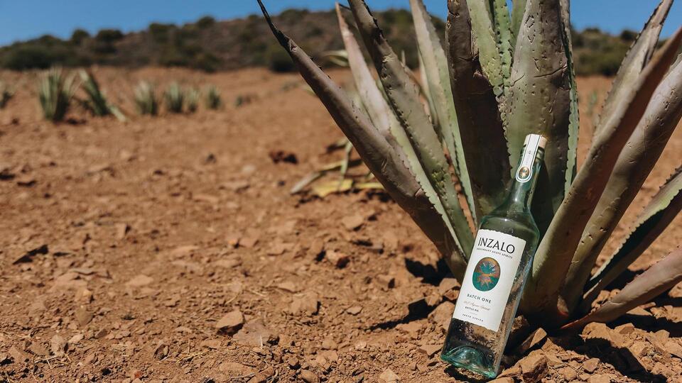 Cape Town agave spirit wins top global gold award - NewsBreak