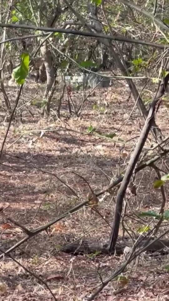 Walking with Dinosaurs almost Descended from the Archosaurs the ...