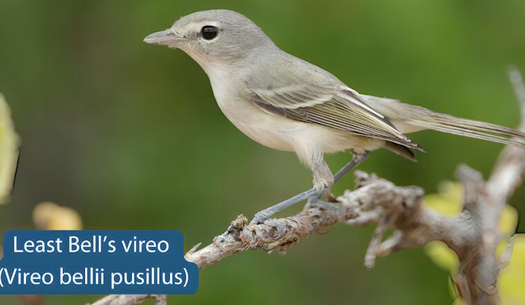 Endangered Songbird, Least Bell's Vireo, Returns to Carlsbad Wetlands ...