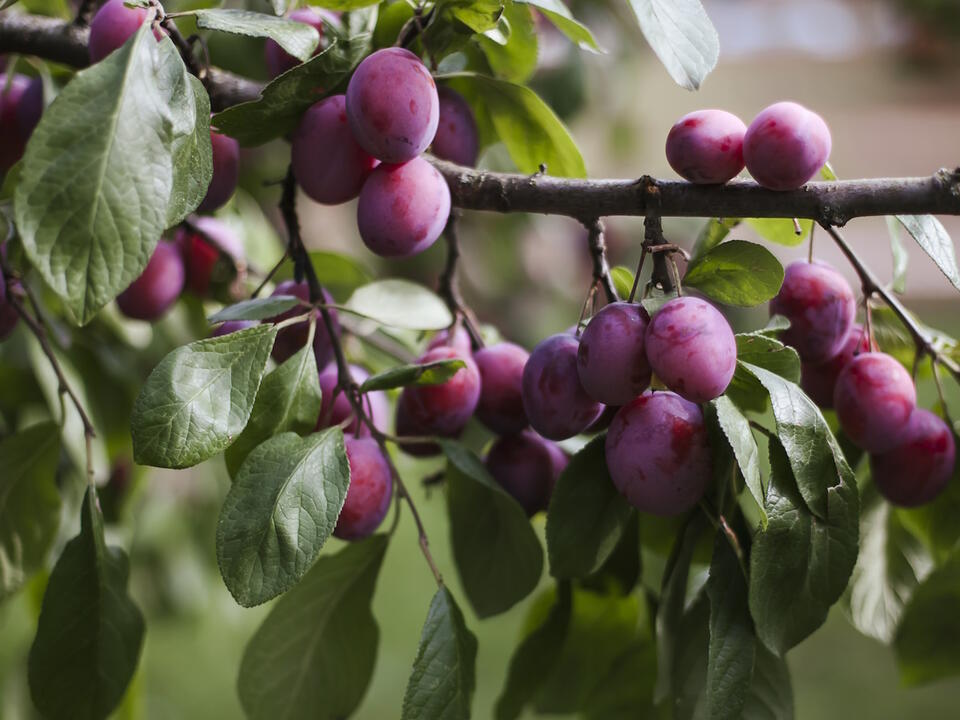 How to get a plum tree to fruit – tips for a bigger and better harvest