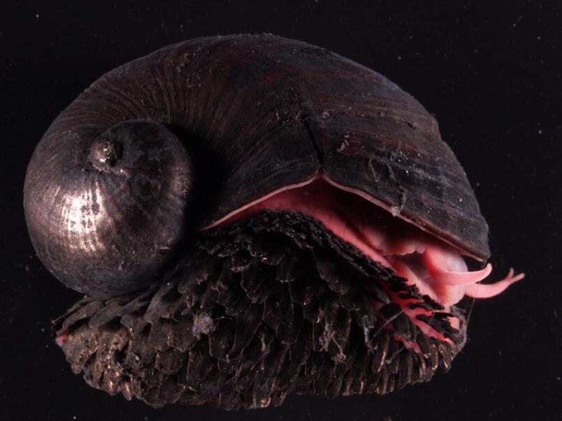 Sea Pangolin? Lava Snail? Alien? The Truth About This Iron-Clad Deep ...