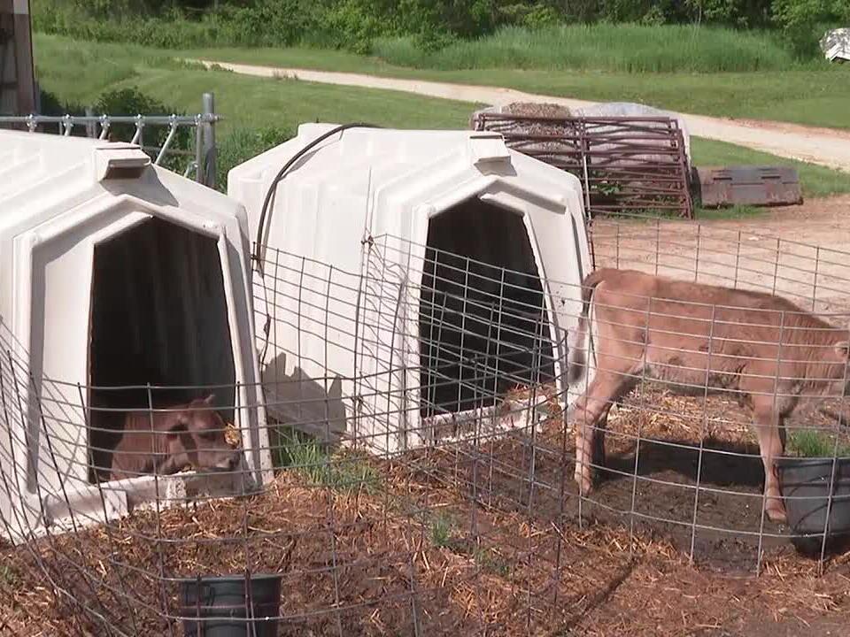 WI students learn from area dairy farmers through ‘Adopt a Cow’ program