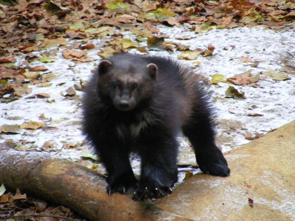 Wolverines in the Wild: Tracking One of Canada’s Most Elusive ...