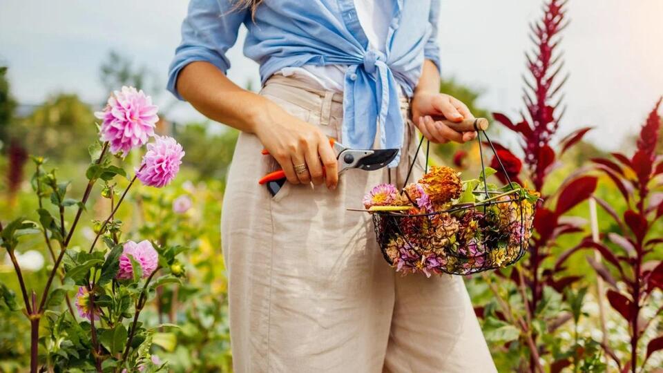 The $0 Garden Trick That Doubles Your Summer Blooms - NewsBreak