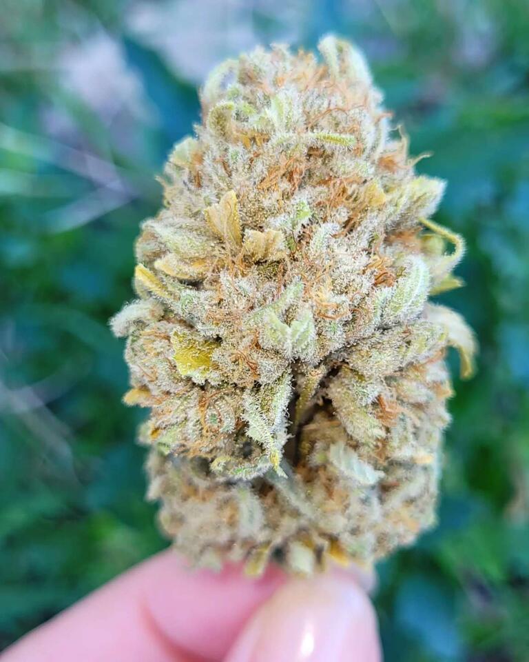 Finding A Local Weed Strain For The Best Effect - NewsBreak