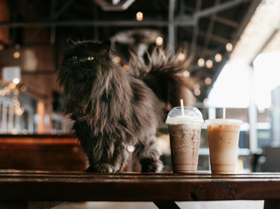 Cat Cafe in Rochester, MN – When Will We Get One? - NewsBreak