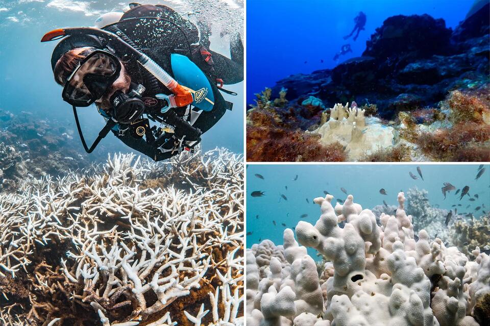 84% of the world’s coral reefs hit by worst bleaching event on record ...