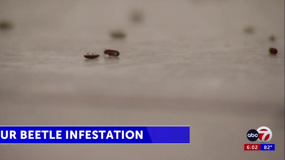 Residents battling red flour beetle infestation to receive free ...
