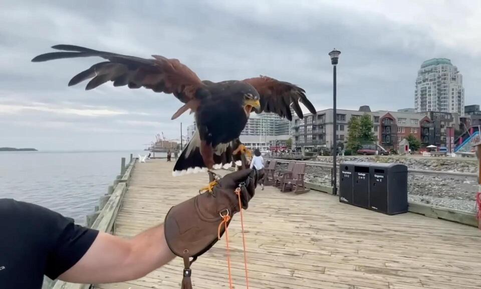 Dodging dive-bombs: This hawk keeps the Halifax Waterfront free of ...
