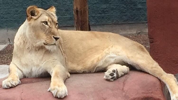 Attleboro's Hidden Gem: Capron Park Zoo Celebrates 25 Years of ...