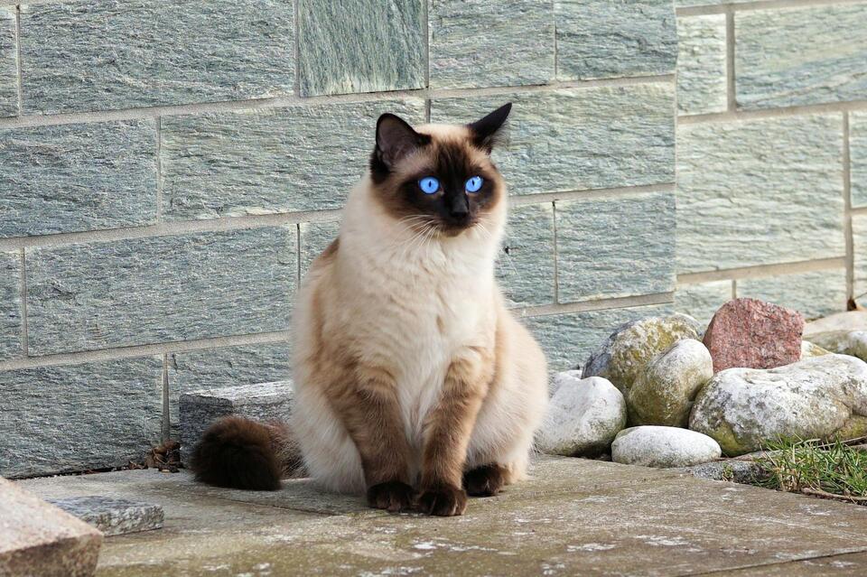 10 Simple Routines That Make Cats Happier Than Treats! - NewsBreak