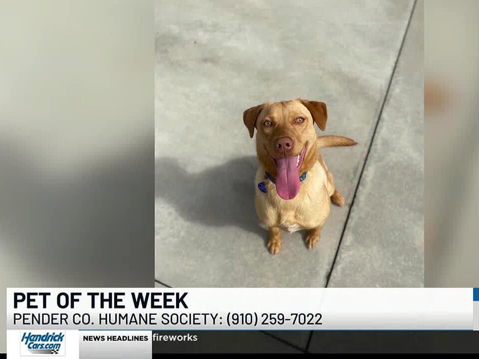 Pet of the Week: Aster from the Pender County Humane Society